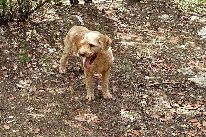 Truffle hunting experience with lunch and Chianti wine tasting - Who Should Consider This Tour?
