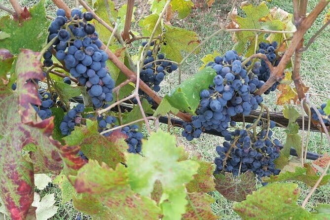 Truffle hunting experience with lunch and Chianti wine tasting - The Sum Up