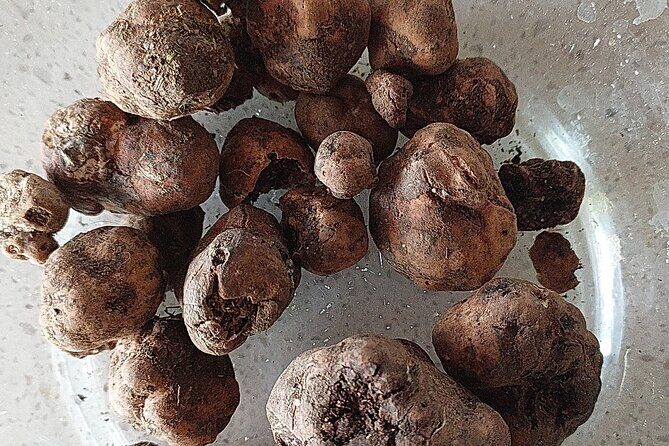 Truffle Hunting in Chianti, pasta class and lunch - What to Expect from This Tour