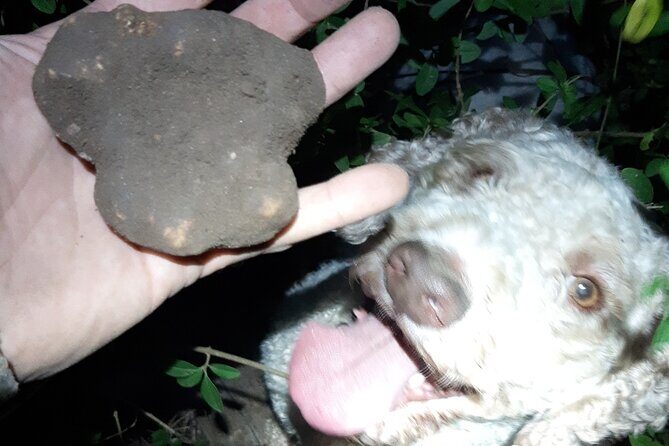 Truffle Hunting in San Miniato in Tuscany with Tasting - What the Tour Entails: From Forest to Feast
