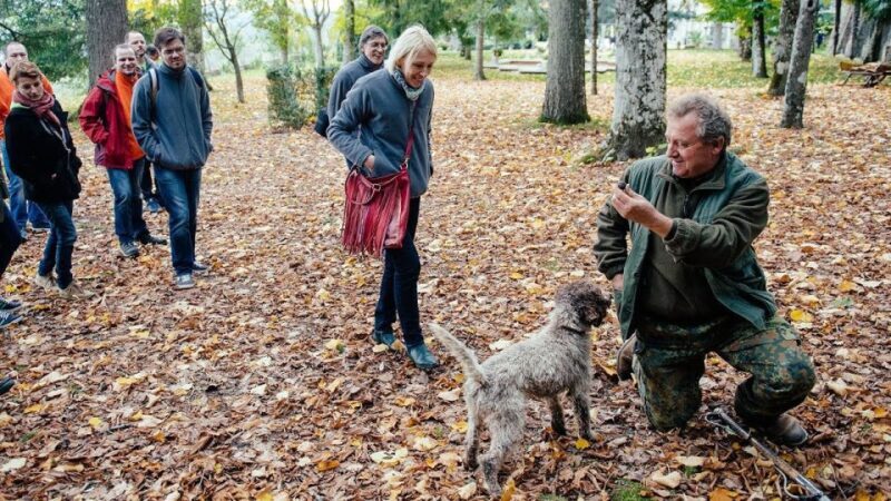 Truffle Hunting In The Hills Of Tuscany - Why This Tour Works for Different Travelers