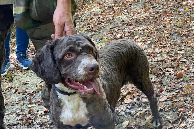 Truffle Hunting in Tuscany - An In-Depth Look at the Experience