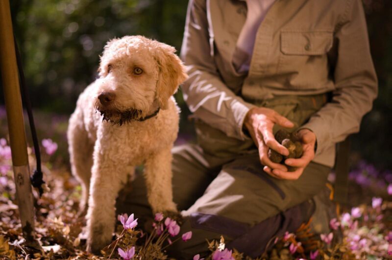Truffle Hunting, Lunch & Cooking Class in Rome's Countryside - Final Thoughts