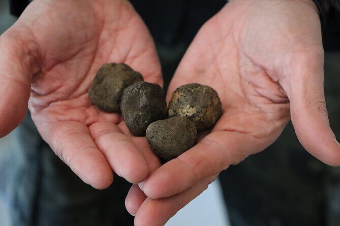 Truffle Hunting & Tasting in San Miniato Tuscany with Dogs - A Closer Look at the Tour Experience