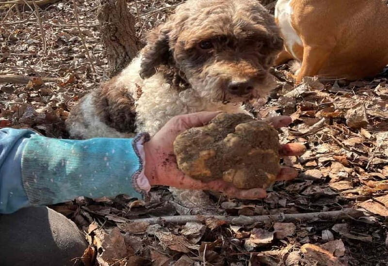 Truffle Hunting Tour, Serbia - Introduction: Why This Truffle Tour Is Special