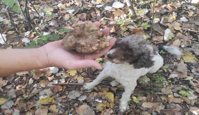 Truffle Hunting Tour, Serbia - The Value of This Experience