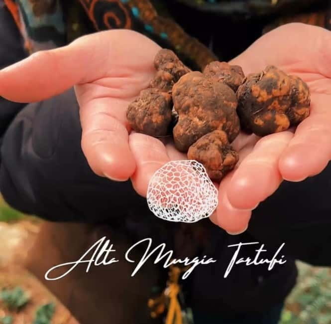 Truffle hunting with tasting in Alta Murgia - Key Points