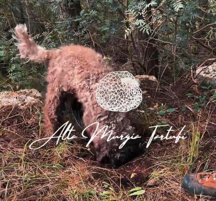 Truffle hunting with tasting in Alta Murgia - Who Will Love This Tour?