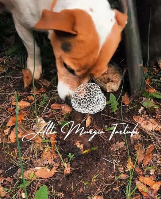 Truffle hunting with tasting in Alta Murgia - FAQ: Truffle Hunting in Alta Murgia