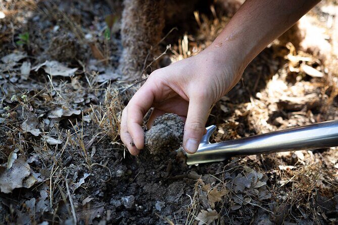 Truffle Lunch & Hunting Experience in San Gimignano - Who Will Enjoy This Tour Most?