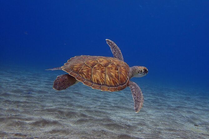 Try Dive in Abades Bay with a private instructor - Introduction: A Quiet Underwater Escape in Abades Bay
