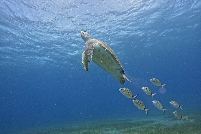 Try Dive in Abades Bay with a private instructor - Key Points