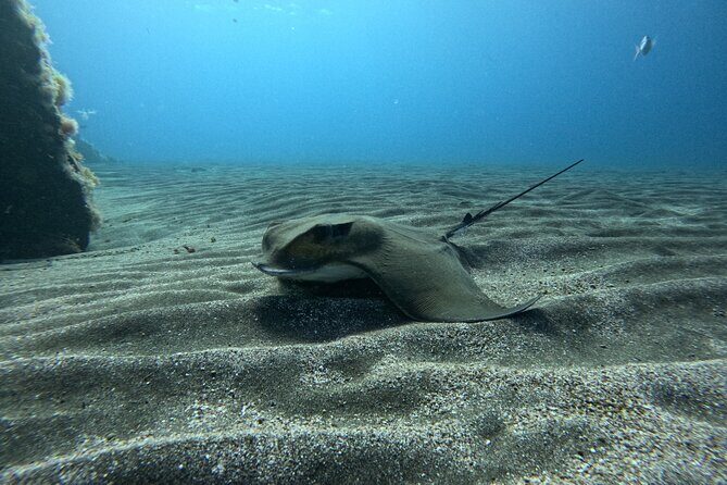 Try Dive in Abades Bay with a private instructor - The Marine Environment: A Snapshot of What You Might See
