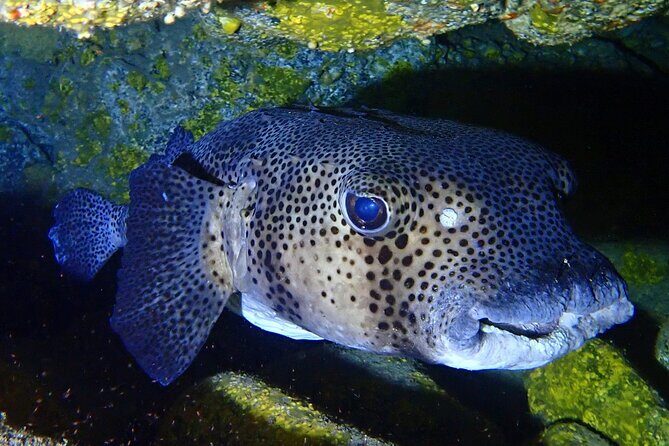 Try Dive in Abades Bay with a private instructor - The Practical Side: Booking, Timing, and Requirements
