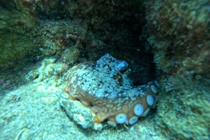 Try Dive in Abades Bay with a private instructor - Real Voices from Divers: What Past Participants Say