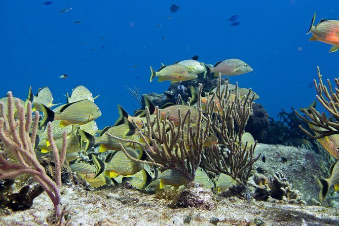 Try dive in Cozumel island - What’s Included and What to Budget Extra For