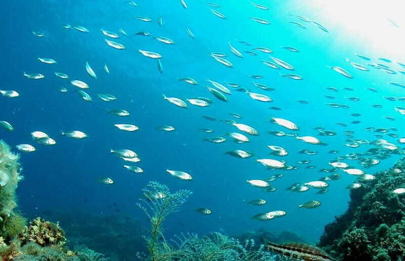 Try Dive - Scuba Diving - private guided - with lot of fish - The Experience in Detail: What You Can Expect