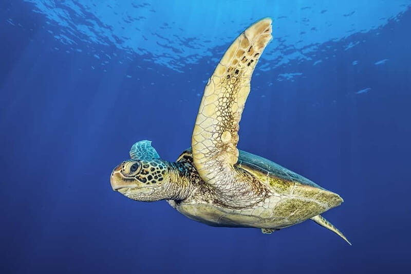 Try Dive - Scuba Diving - private guided - with lot of fish - The Sum Up