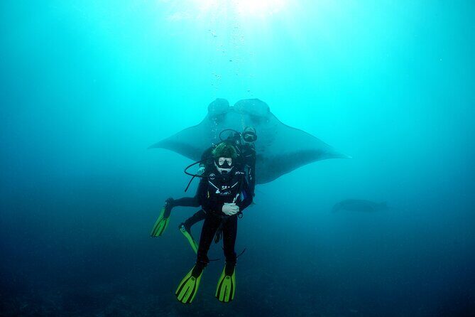 Try Dive with Manta Rays in Bali - Key Points