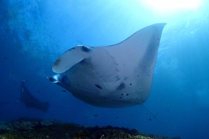 Try Diving in Manta Point - Nusa Penida - The Itinerary and Setting