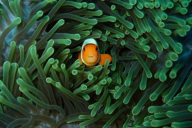 Try Diving in Nusa Lembongan - Penida. For beginners (with 2 ocean dives) - Discovering the Experience