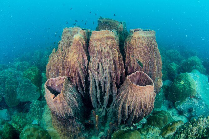 Try Scuba Diving 2 Dives Bang Bao - Key Points