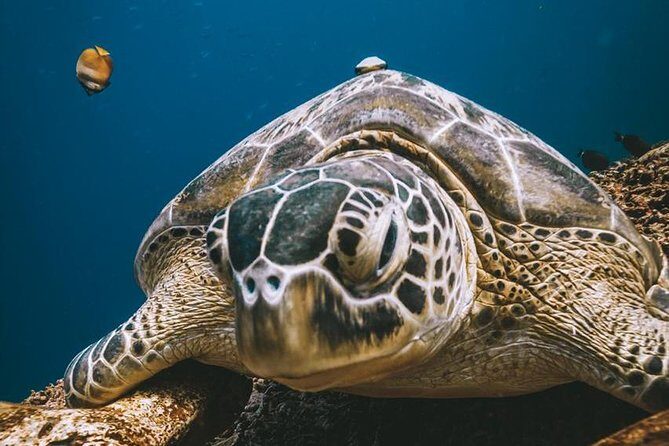 Try Scuba Diving - The Sum Up: Why You Should Consider This Experience