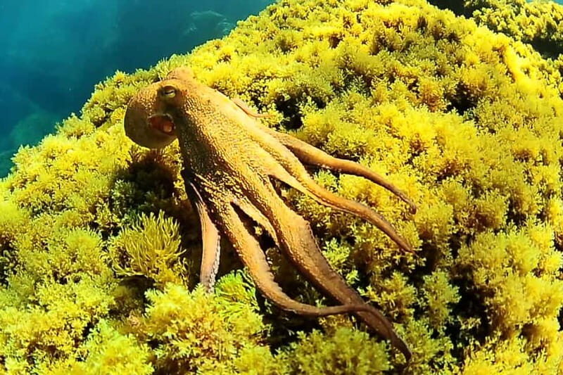 Try Scuba Diving and Snorkeling boat trip in Ibiza - Key Points