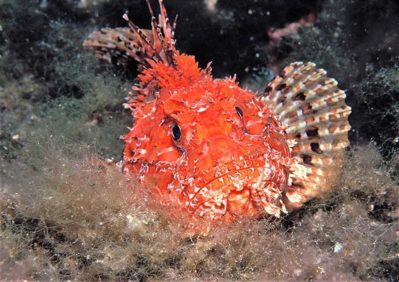 Try Scuba Diving and Snorkeling boat trip in Ibiza - Final Summary
