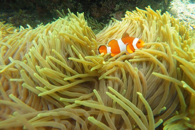 Try Scuba Diving at Padang Bai - The Value Proposition