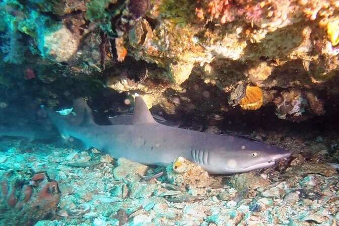 Try Scuba Diving at Padang Bai - Final Words