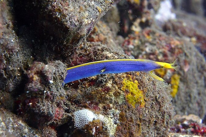 Try Scuba Diving at Tulamben Shipwreck - Authentic Feedback from Travelers