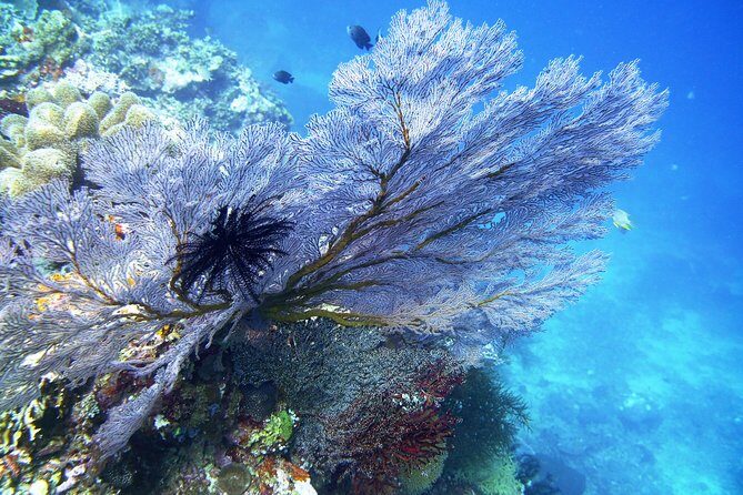 Try Scuba Diving at Tulamben Shipwreck - FAQ