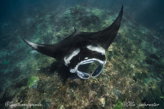 Try Scuba Diving for Beginners with manta rays (Non - Certified) - An In-Depth Look at the Experience