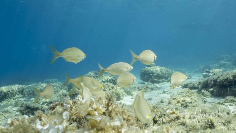 Try Scuba Diving from Boat in Budva - Budva Diving Center - Exploring What You Can Expect from This Tour