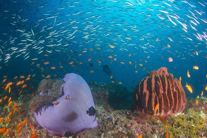 Try Scuba Diving In Havlock - An In-Depth Look at the Havelock Try Scuba Experience