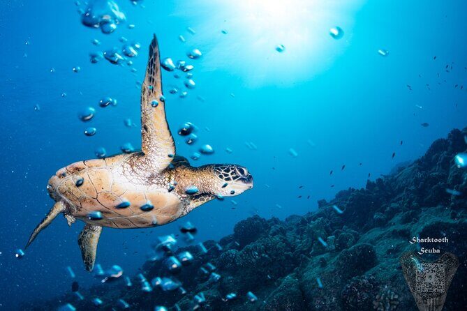 Try Scuba Diving in Kauai From a Boat for Non-Certified Divers - The Sum Up