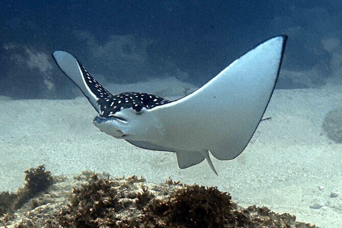 Try Scuba Diving in Kauai: No Experience Needed - Value and Cost Analysis