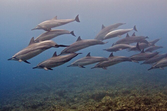 Try Scuba Diving in Kauai: No Experience Needed - Practical Insights for Travelers