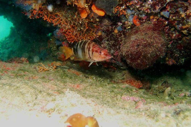 Try Scuba Diving in Split - Discover Croatias Underwater World in Comfort and Style