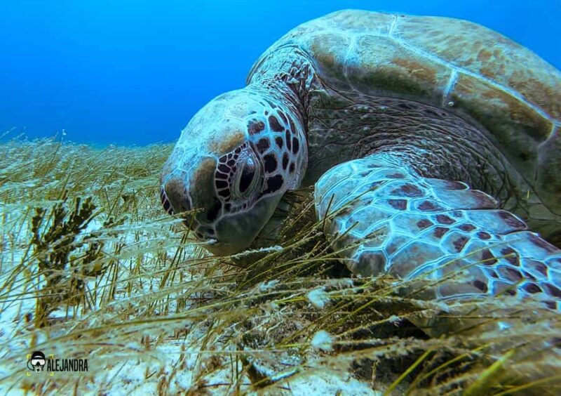 Try Scuba Diving in Tulum Dive Machine Experience - FAQ