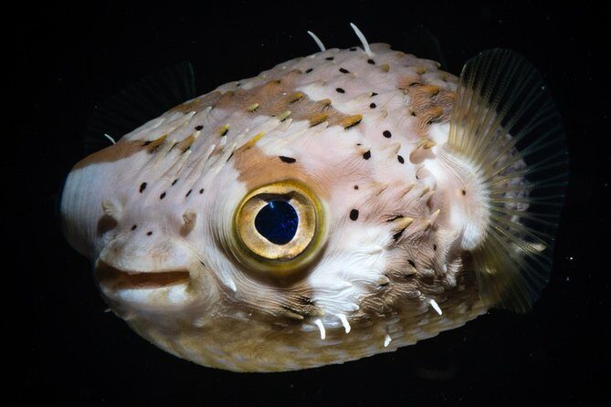 Try Scuba Diving - No previous experience! - Participant Experience and Feedback