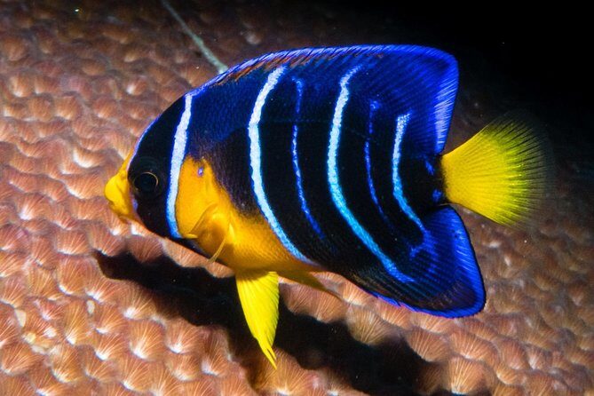 Try Scuba Diving - No previous experience! - Practical Tips for Participants