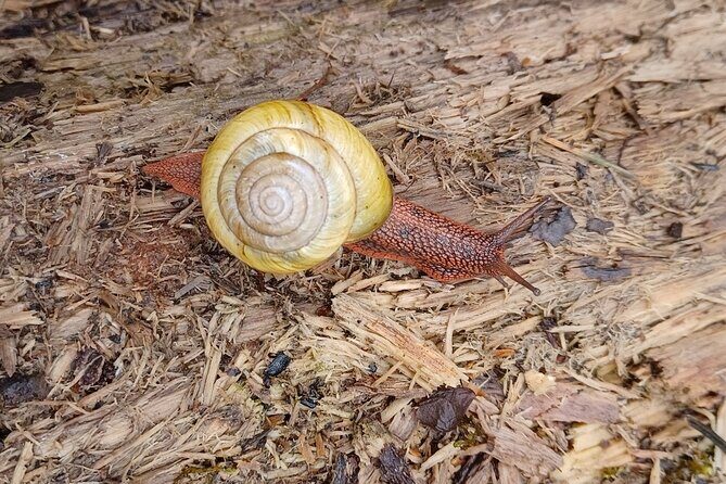 Tryon Creek Eco-tour With a Master Naturalist - The Value of a Guided Nature Walk
