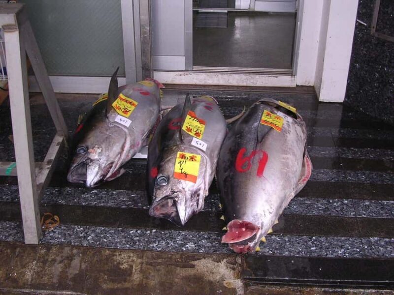 Tsukiji Fish Market Walk + Akihabara Pop Culture Explore - Authentic Experiences & Real Traveler Insights