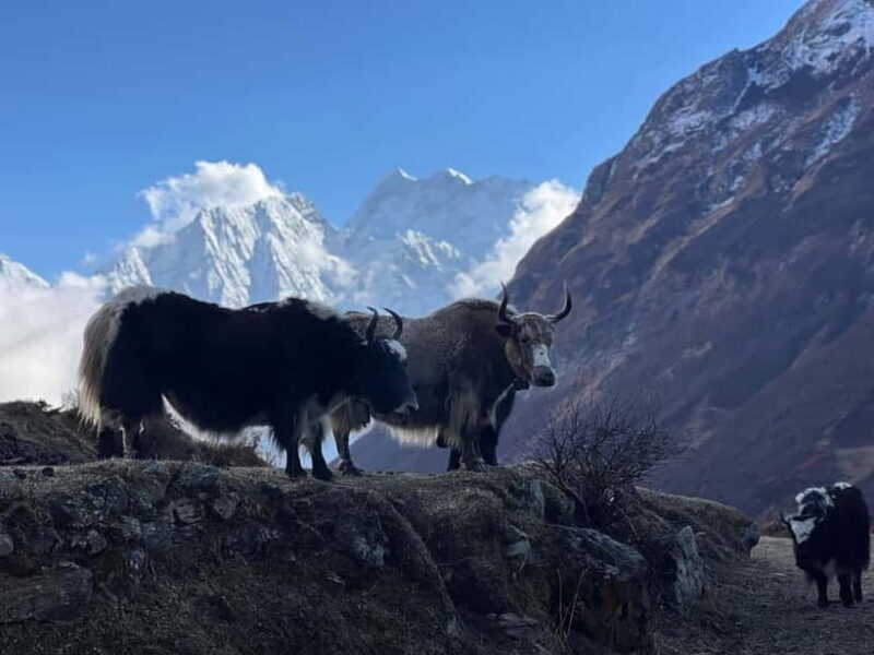 Tsum Valley: 16-Day Trek - Practical Details for Travelers