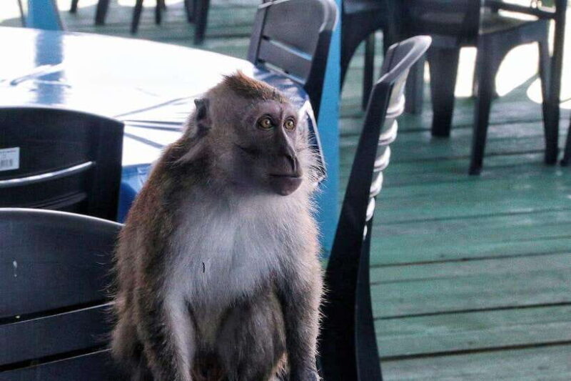 Tuaran, Sabah: Mengkabong Paradise - Key Points