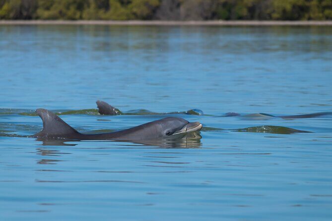 Tubing and Dolphins Up to 6 Guests - Final Thoughts — Is It Worth It?