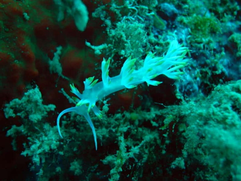 Tucepi: Snorkeling Boat Tour at the Makarska Riviera - Who Will Appreciate This Tour?