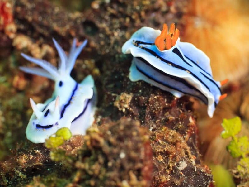 Tuepi: Adriatic Sea Diving Lessons with Guided Dive & Gear - The Sum Up